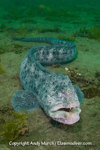 Pictures of Wolf Eels, Anarrhichthys ocellatus.